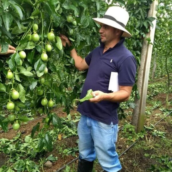 Empresa colombiana de exportación de Gulupa - Prosagroexport