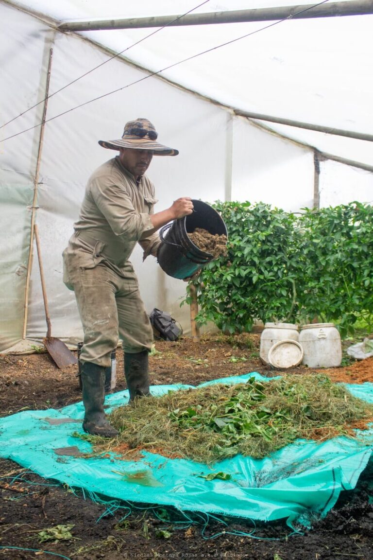 ¿Cómo producir cultivos de gulupa sanos y rentables? - Prosagroexport