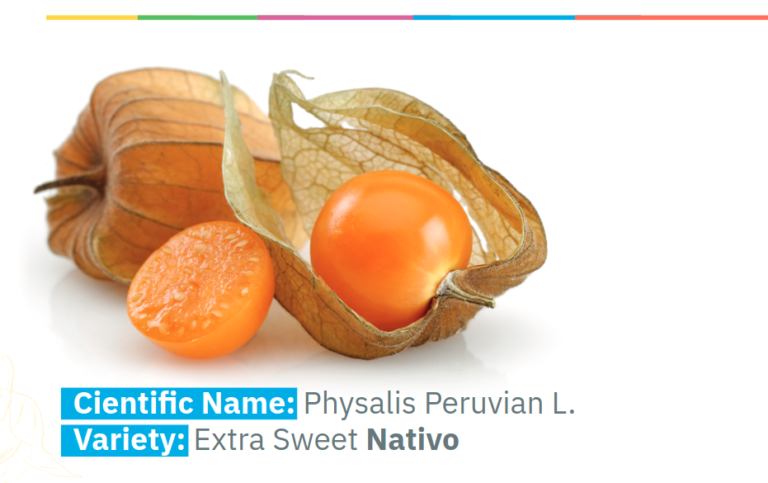 Uchuva - Prosagroexport